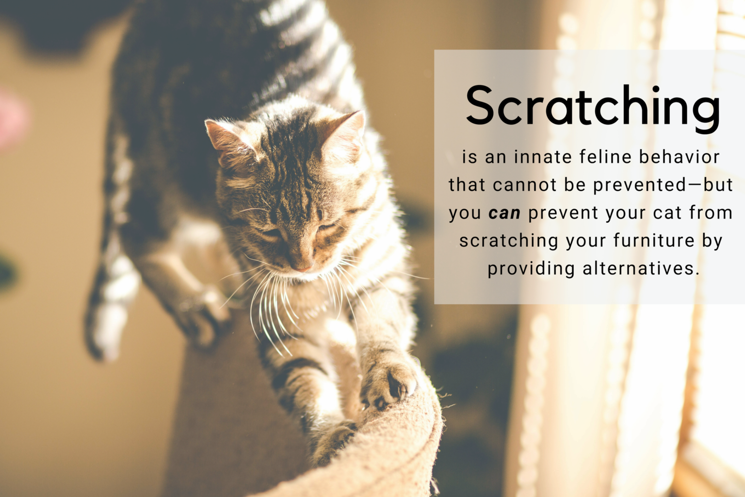 How to Stop Your Cat From Scratching | Dalton Animal Care (South) Blog